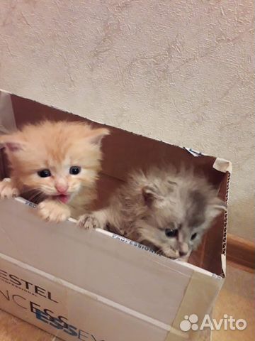 Малыши (мал и дев) 1 месяц