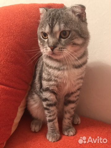 Связка котов