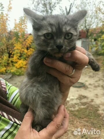 Котенок в добрые оуки