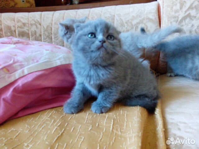 Бриташки-очаровашки