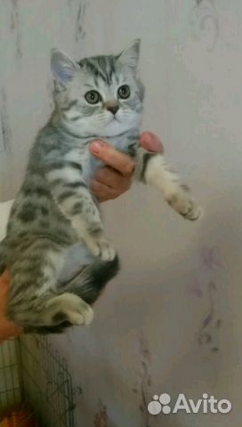 Шотландская девочка страйт