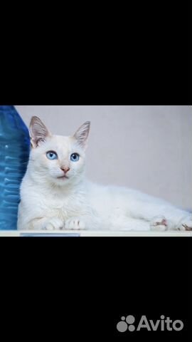 В добрые ручки) красавец Пломбир