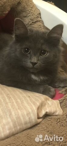 Кот Кузьмич