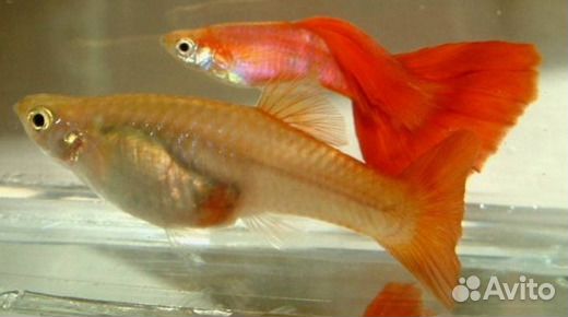 Рыбки гуппи (красная Московская)