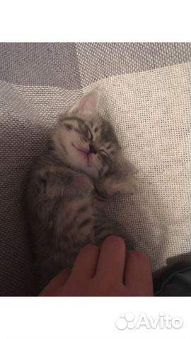 Котенок