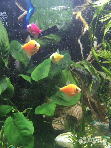 Тернеции Гло