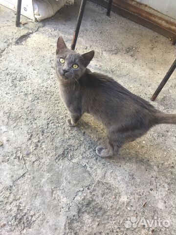 Отдам котика в добрые любящие руки