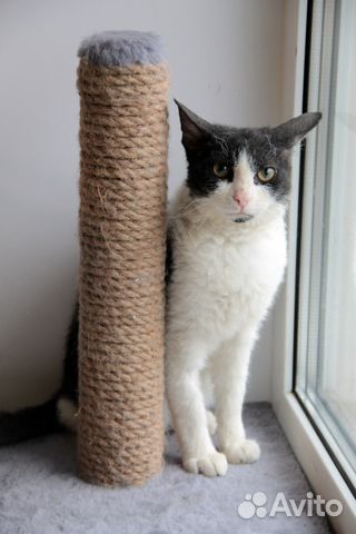 Котенок помесь сфинкса в дар