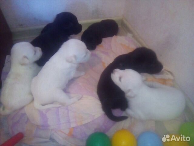Щенки