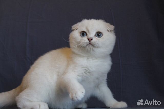 Серебро шиншила