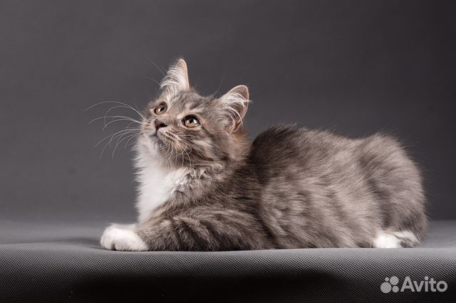 Котенок Грей в добрые ручки