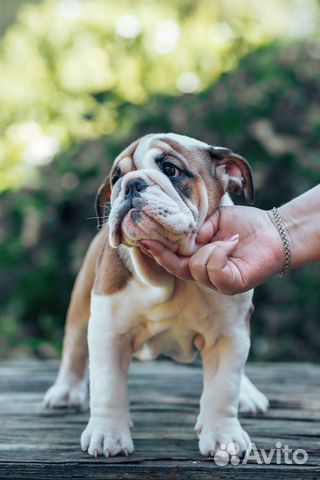 Милая девочка Английского бульдога