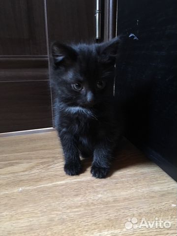 Кэтмен ищет дом