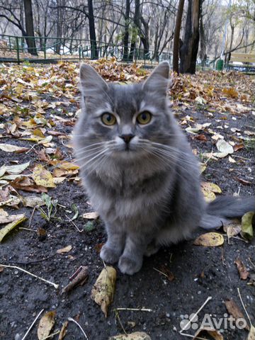 Шикарный, изумительный Арамис, 12 мес