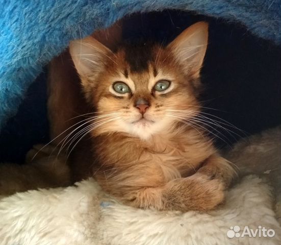 Сомалийские котята