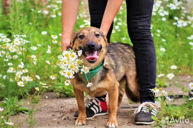Маленькая собачка ищет дом