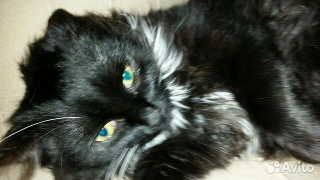 Очаровательная Чара, 4 мес