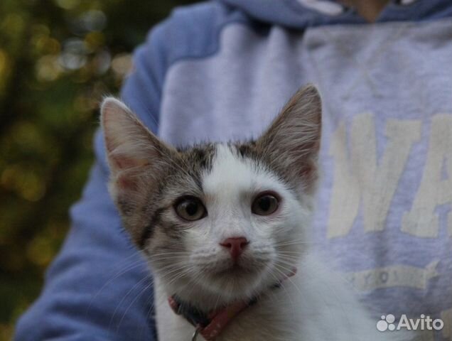 Самый няшный котенок мальчик Гром для Вас