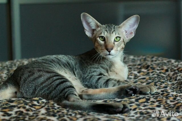 Котики ориенталы