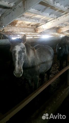 Лошоди молодняк