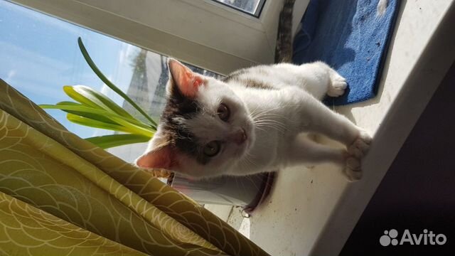 Котенок пряник