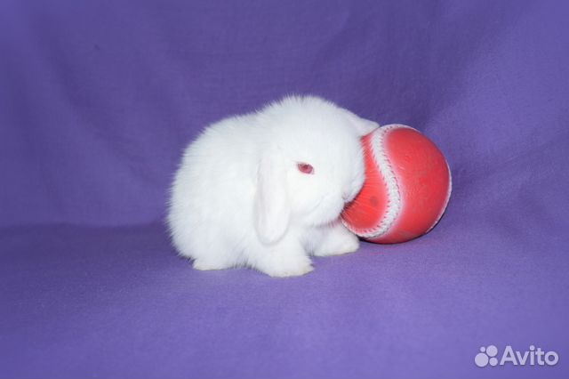 Белый карликовый кролик - Мини лоп - Питомник