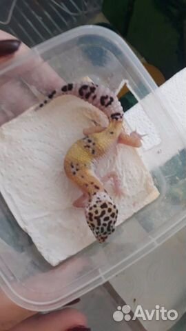 Продам пара эублефаров