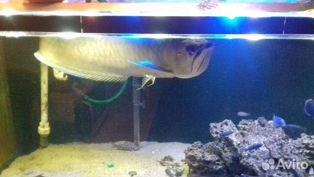 Продам Аровану