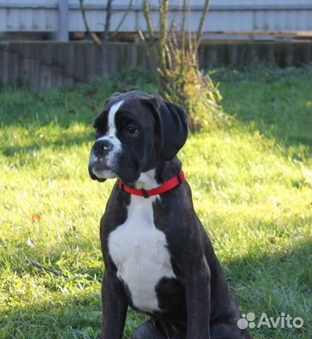 Красавчики боксерчики