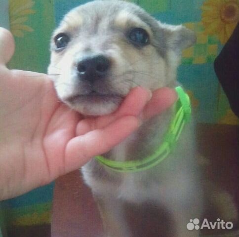 Отлам в добрые руки щенка девочку 1,5 месяца. Отец