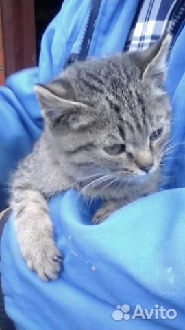 Кошечка Кася в дар