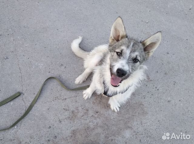 Вега ищет дом