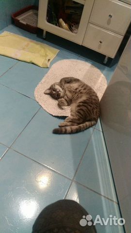 Котенок породы Египетский Мао