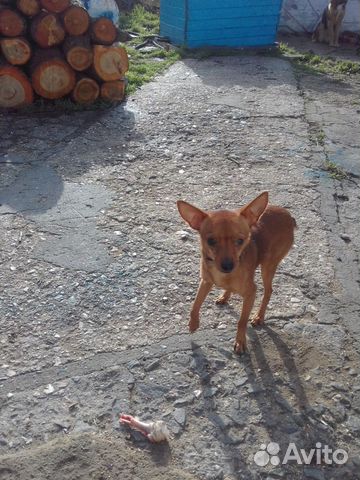 Продам собаку