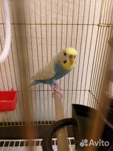 Самка волнистика