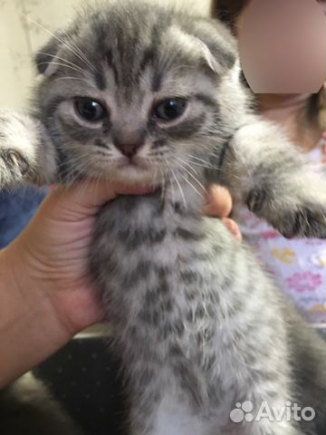 Шотландские котята