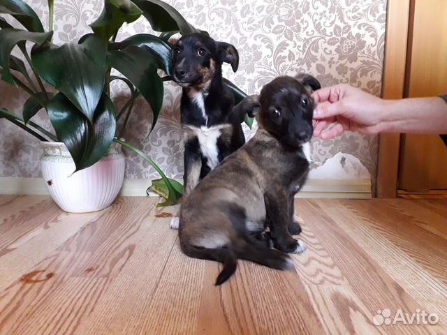 Ищет дом щенок мелкой собачки Милочка