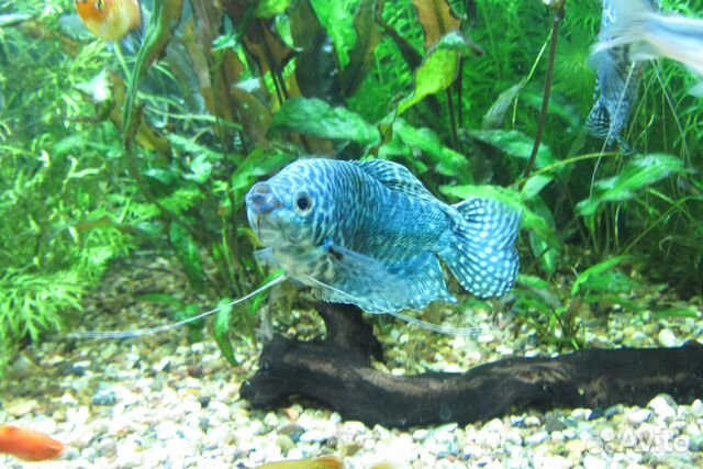 Мраморные и золотые гурами