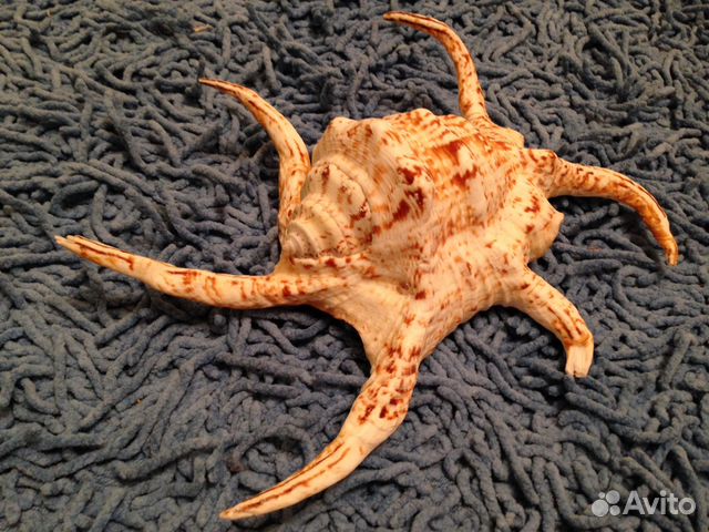 Ракушки Морские Разные