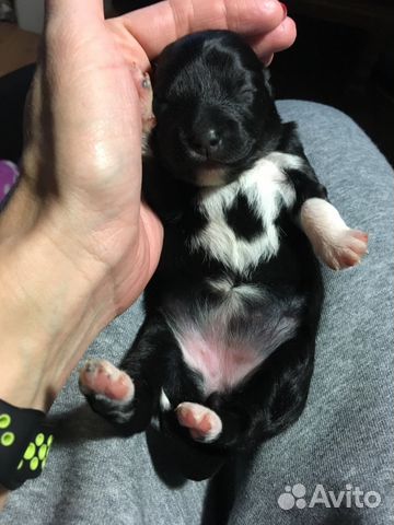 Щенки от маленькой симпатичной собаки