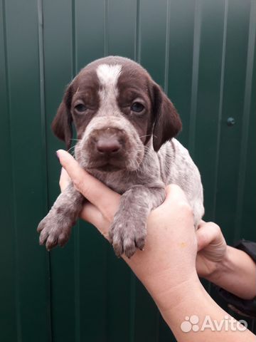 Продажа щенков