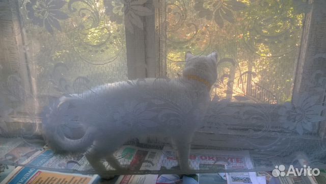 Белый котик Мишка, в добрые руки