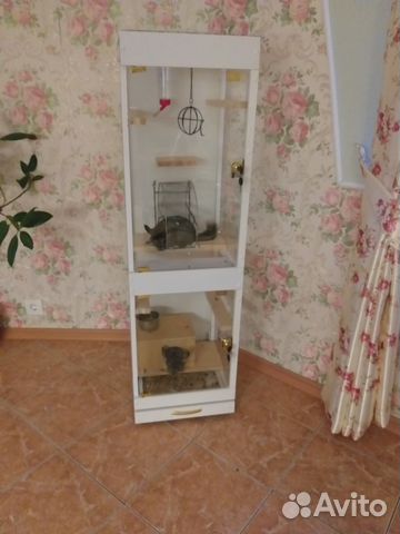 Продам шиншилу