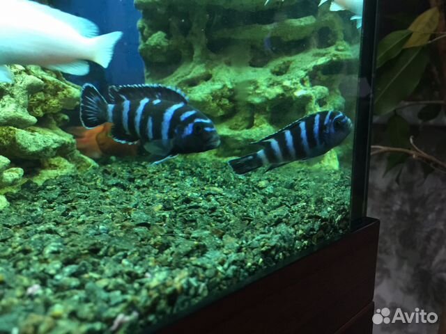 Рыба Цихлида Демасони