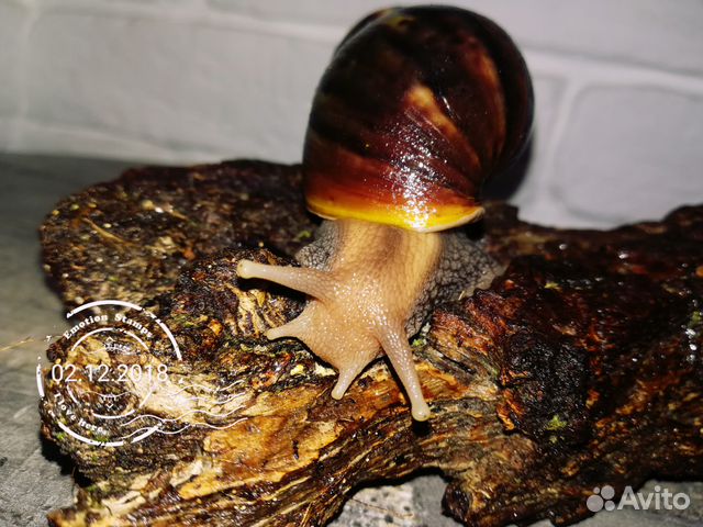 Ахатина Fulica Hamillei (фулика хемели)