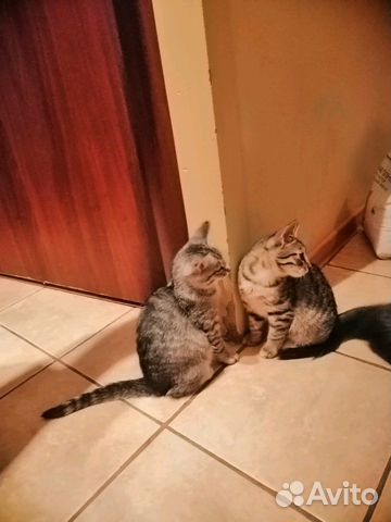 Котята-тигрята