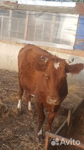 Продаётся стельная корова