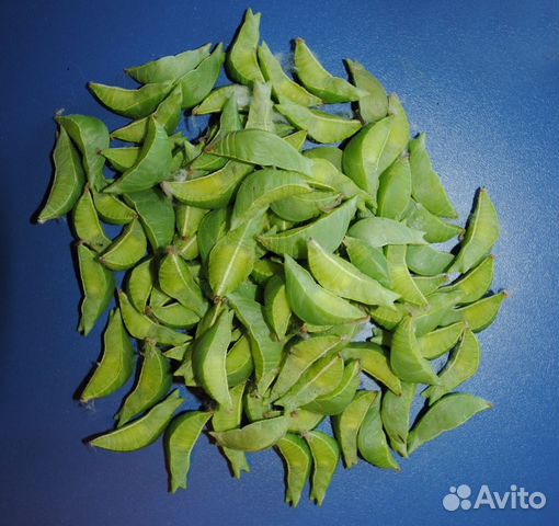 Продам куколок бабочки - Papilio palinurus