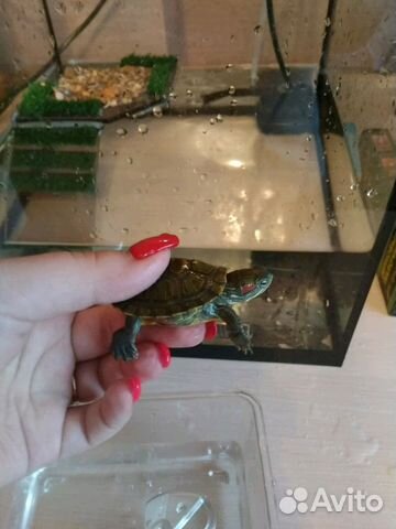 Черепаха с аквариумом
