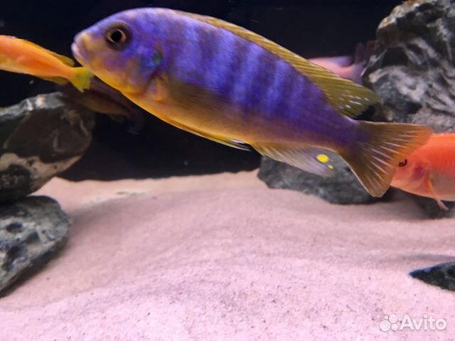 Цихлиды озера Малави